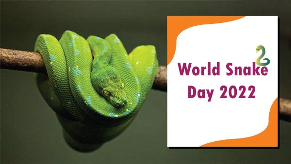 World Snake Day - AnmupHD